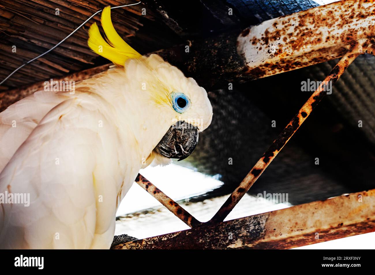 close-up of the head of a white cockatoo on a light background. Bird ...