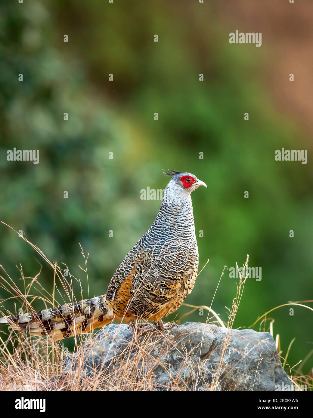 Cheer pheasant hi-res stock photography and images - Alamy