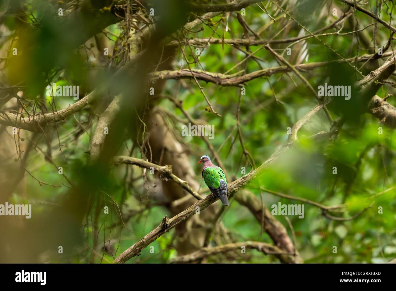 Green winged pigeon hi-res stock photography and images - Alamy