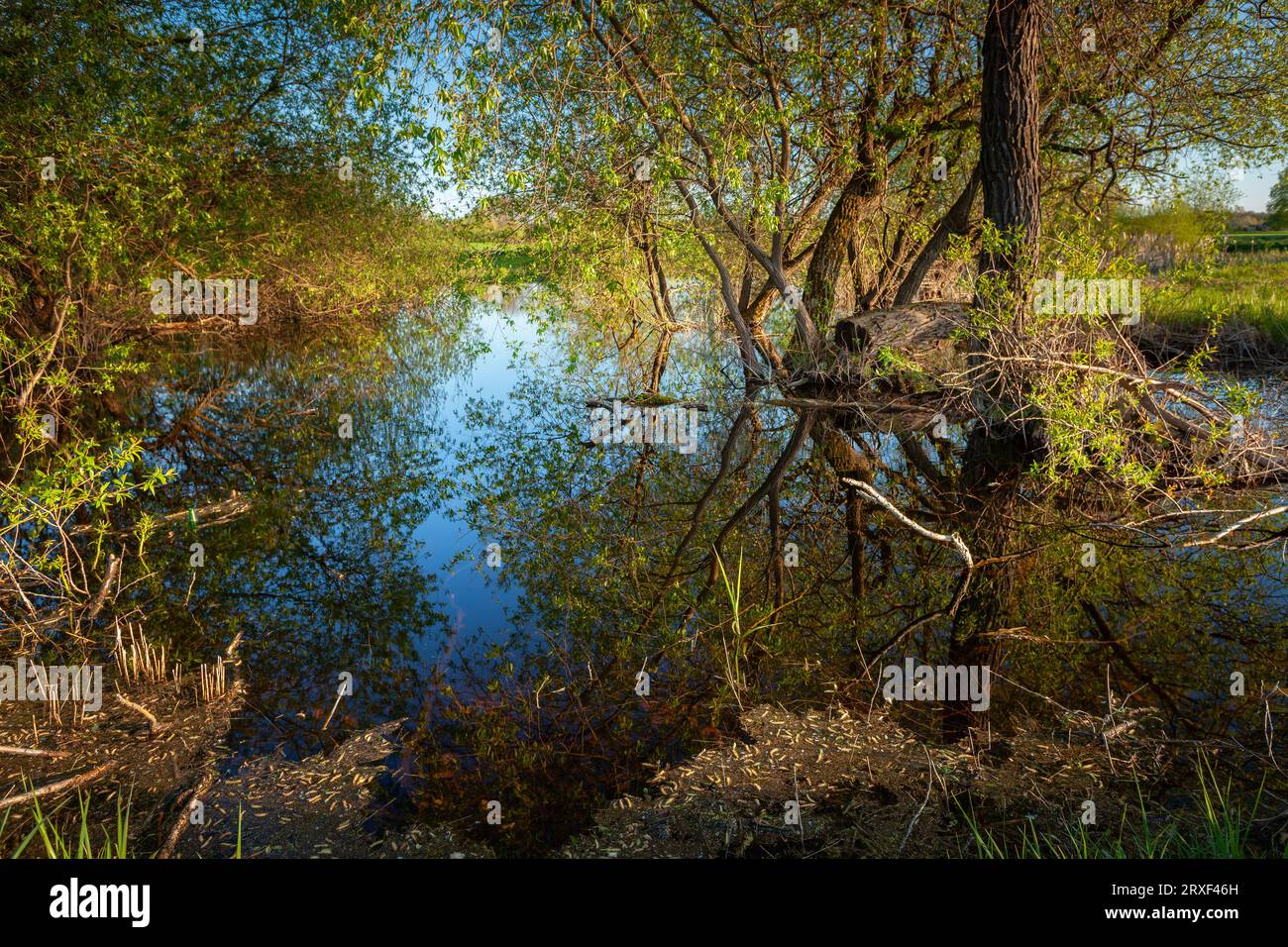 Photography reflection grass sunlight hi-res stock photography and ...