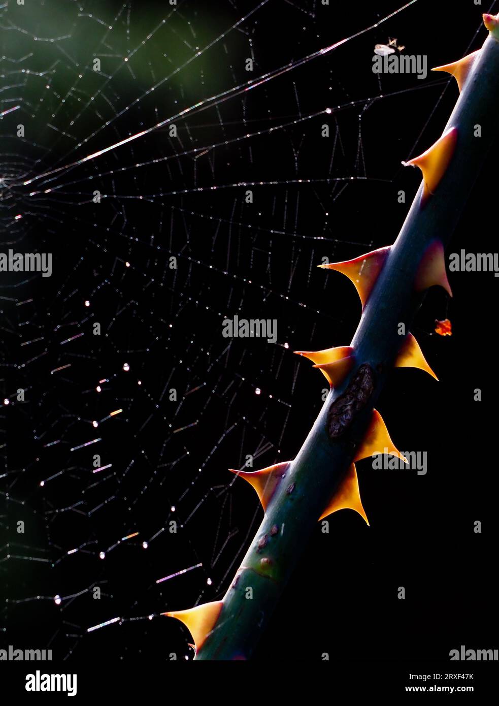 Detail of sharp rose thorns Stock Photo - Alamy