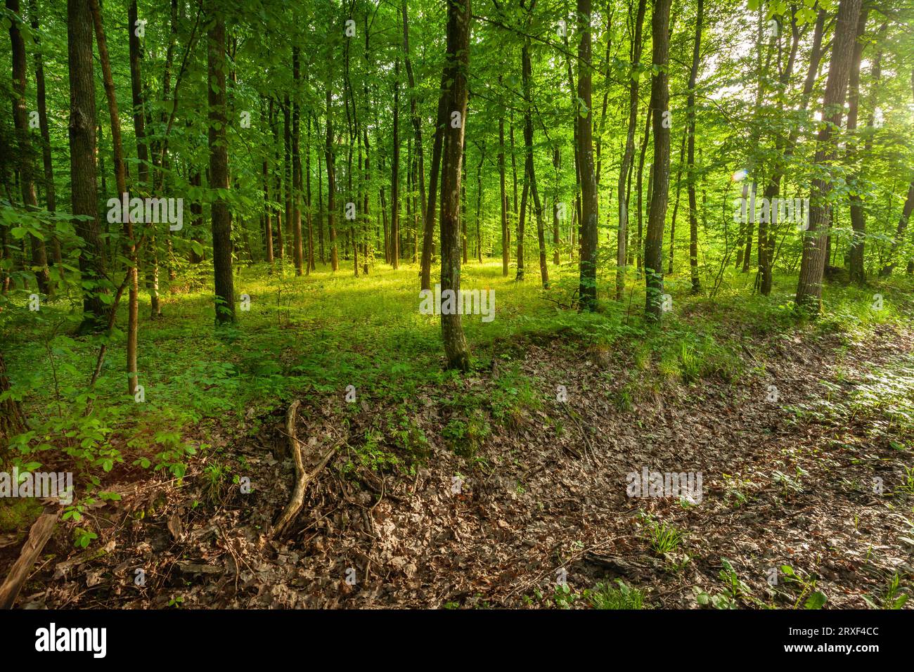 Dry deciduous forest hi-res stock photography and images - Alamy