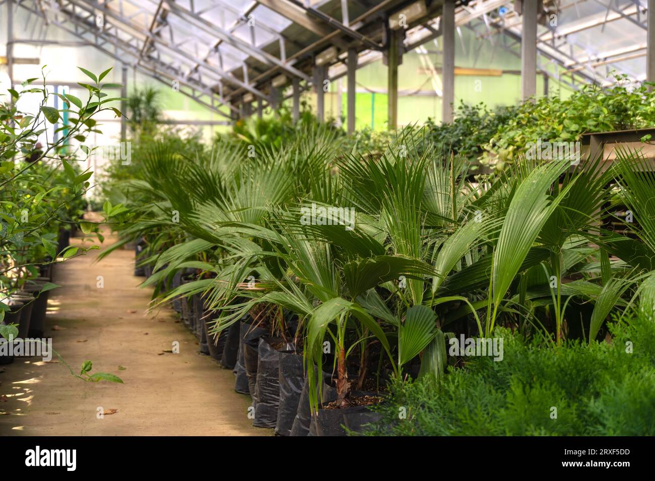 Greenhouse with a variety of green plants, bushes Stock Photo - Alamy