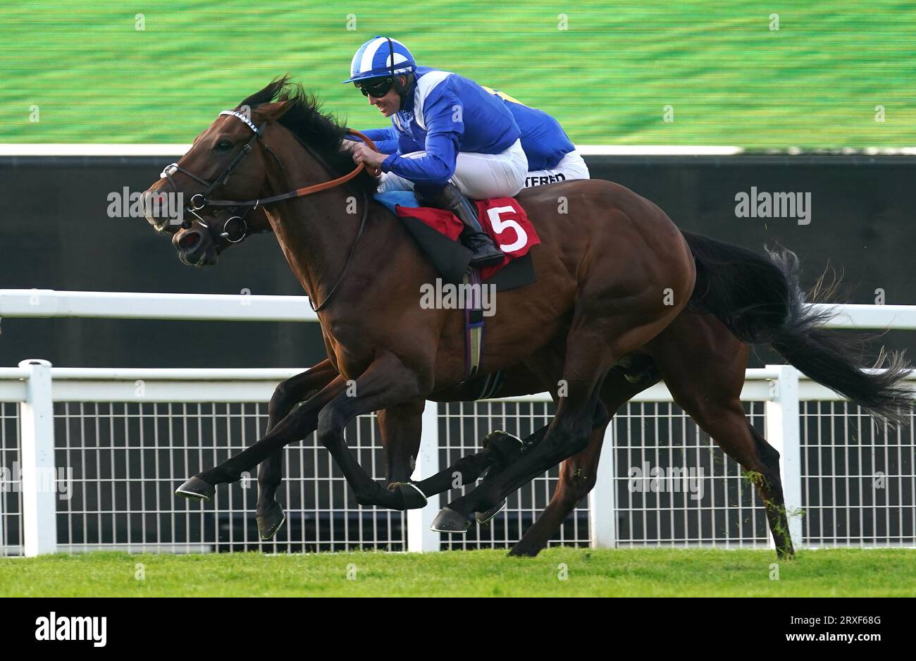 Ace impact racehorse hi-res stock photography and images - Alamy