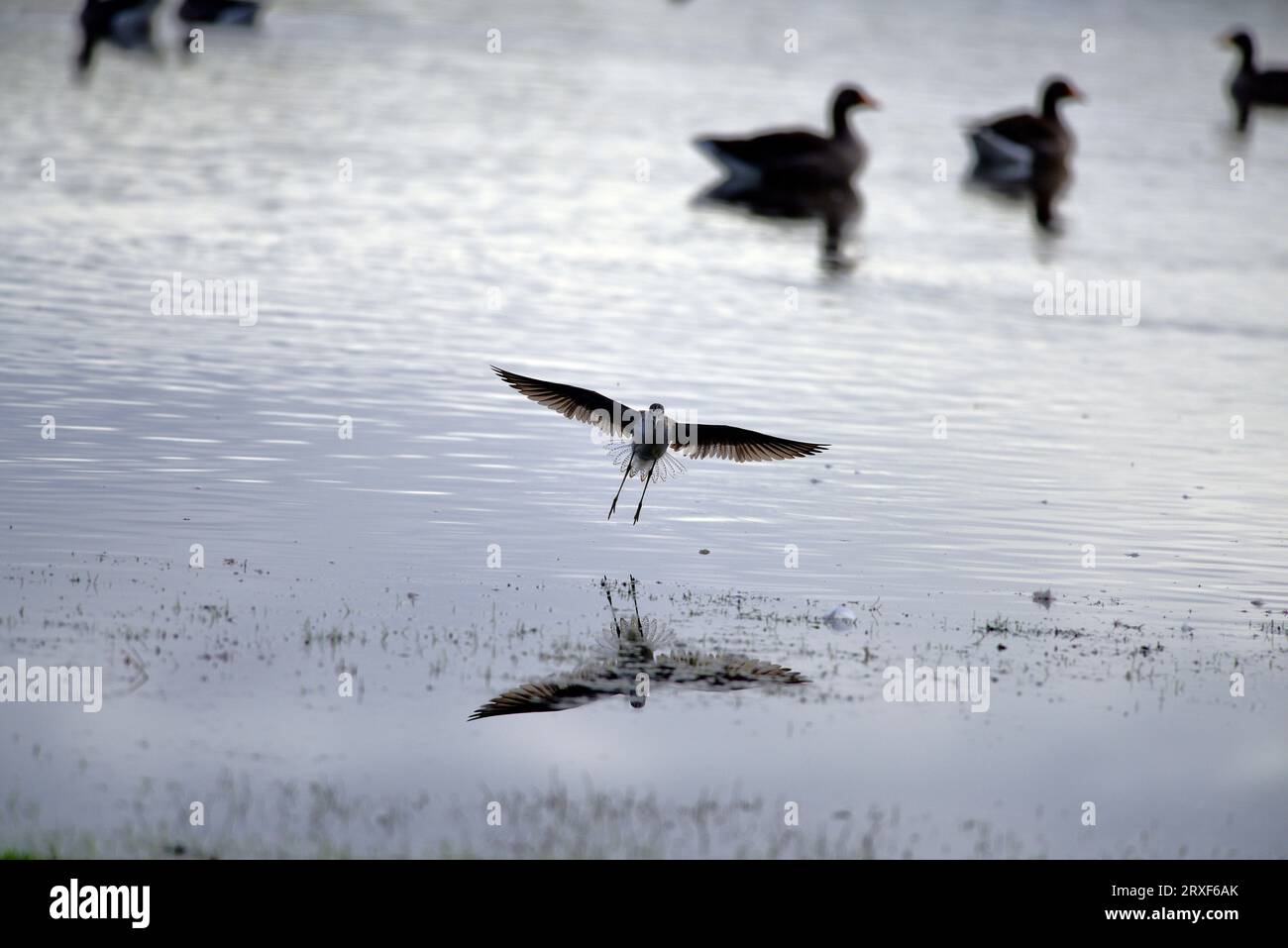 Common greenshank tringa nebularia on hi-res stock photography and ...