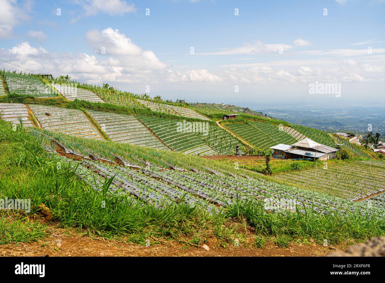 Candi cetho temple hi-res stock photography and images - Alamy