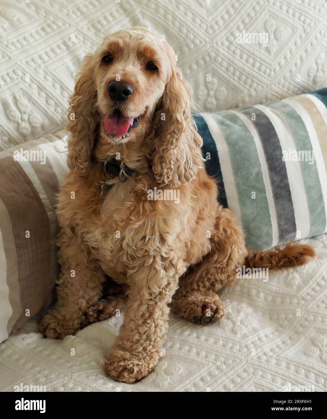 Alert sandy coloured dog hi-res stock photography and images - Alamy