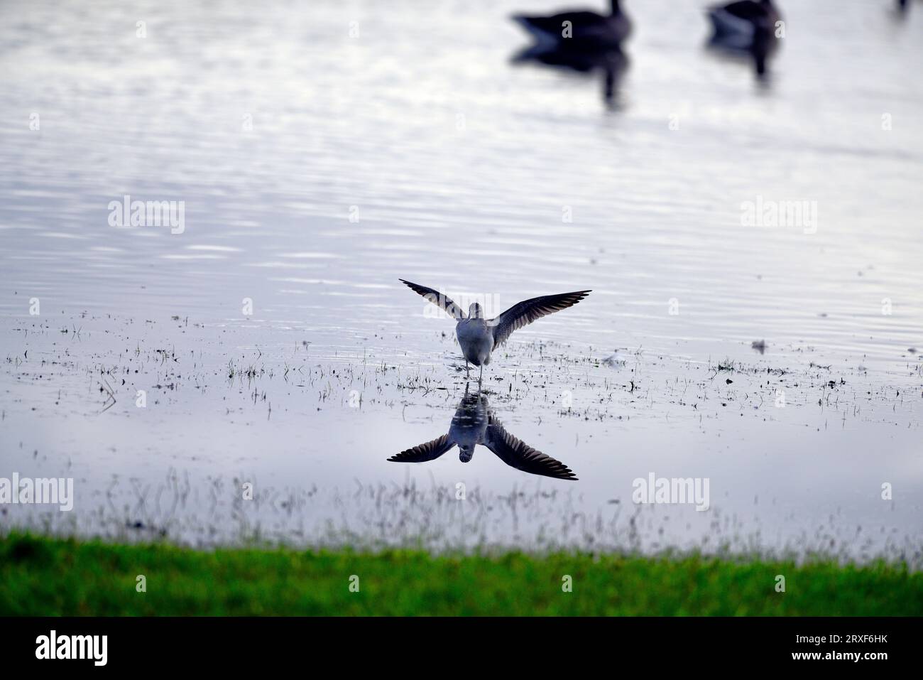 Common greenshank tringa nebularia on hi-res stock photography and ...