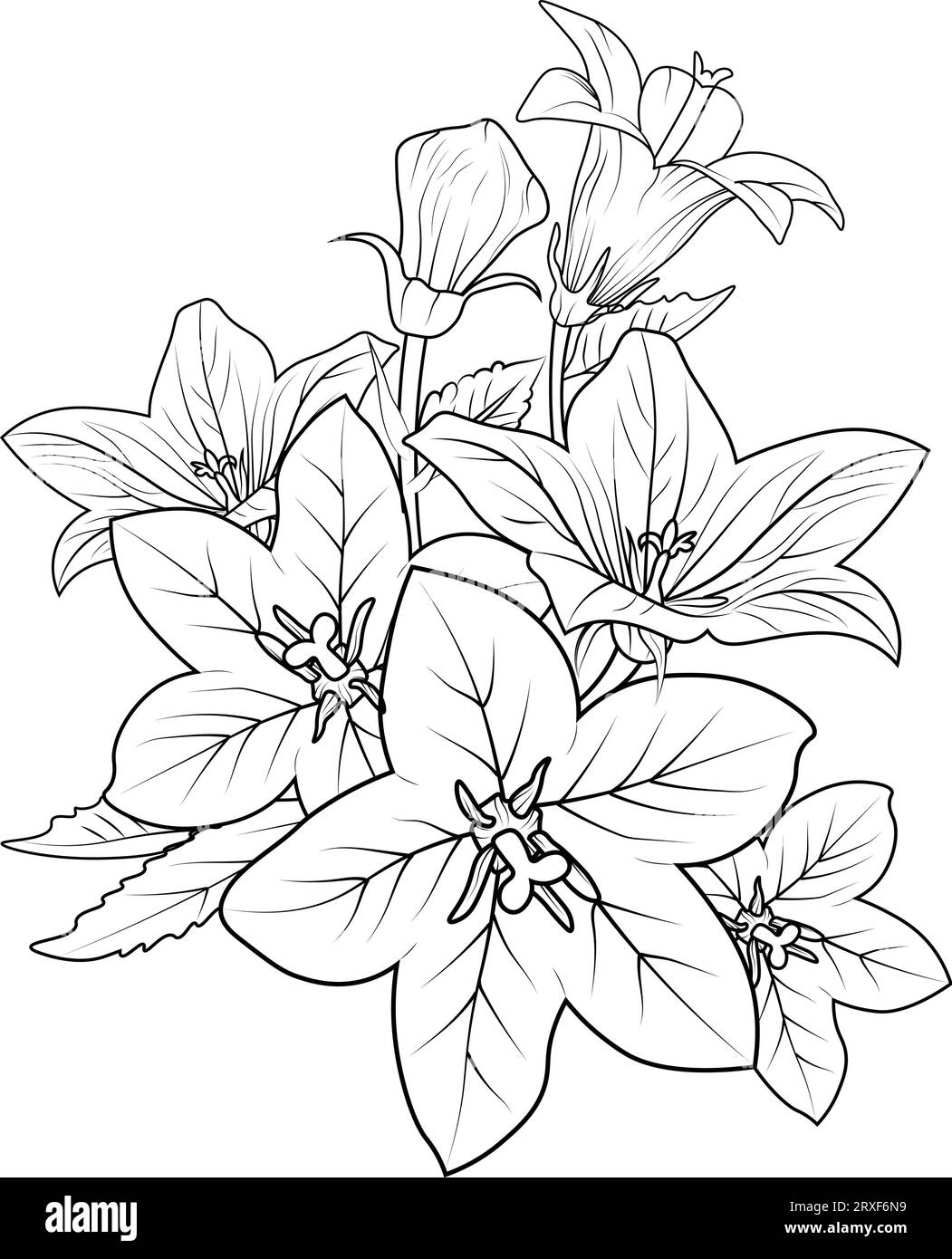 Creeping bellflowers hi-res stock photography and images - Alamy