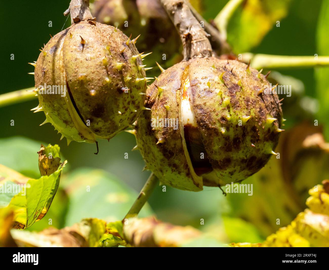 A conker splitting out of its shell in Ambleside, Lake District, UK ...