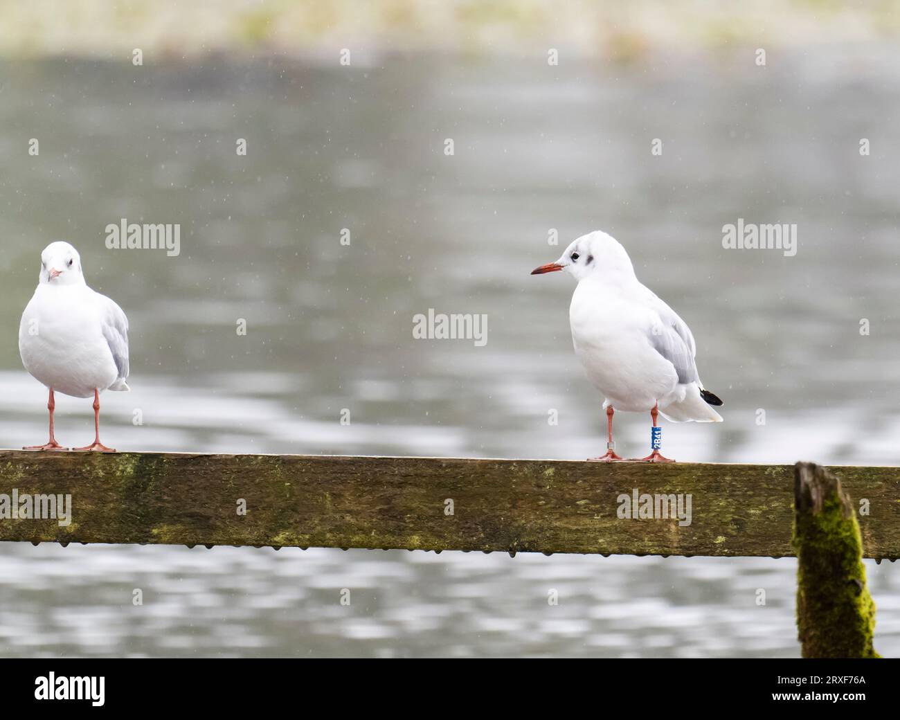 Black Headed Gull, Chroicocephalus ridibundus with one with a colour ...