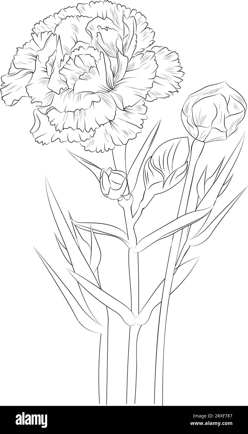 Dianthus caryophyllus flower Stock Vector Images - Alamy