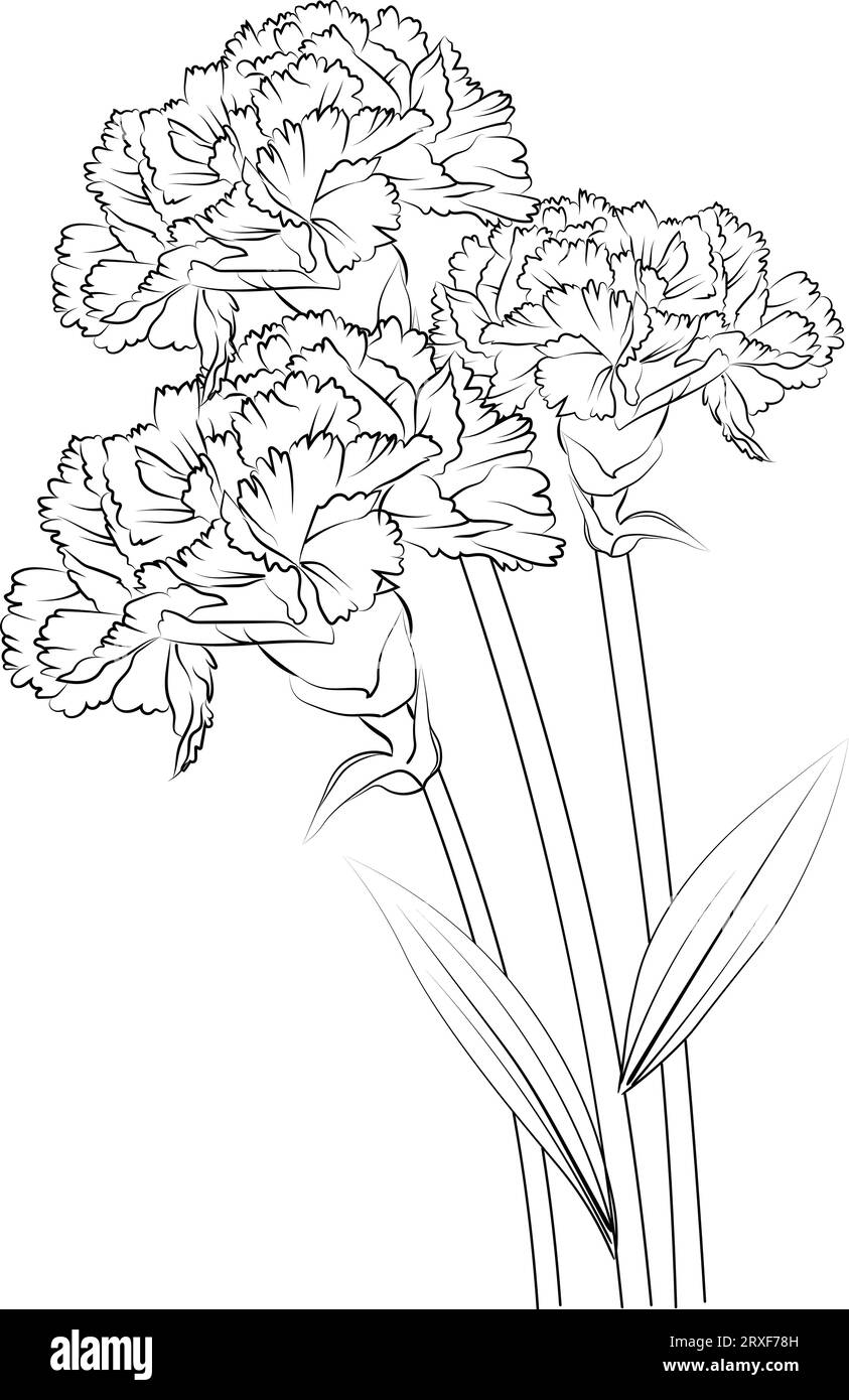 Pink dianthus flower drawing Stock Vector Images - Alamy