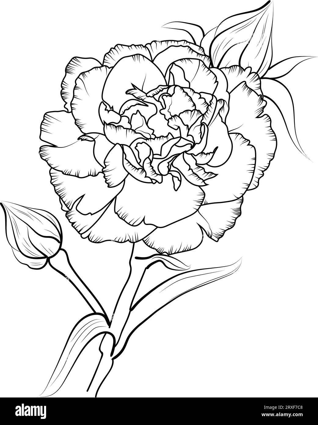 Pink dianthus flower drawing Stock Vector Images - Alamy