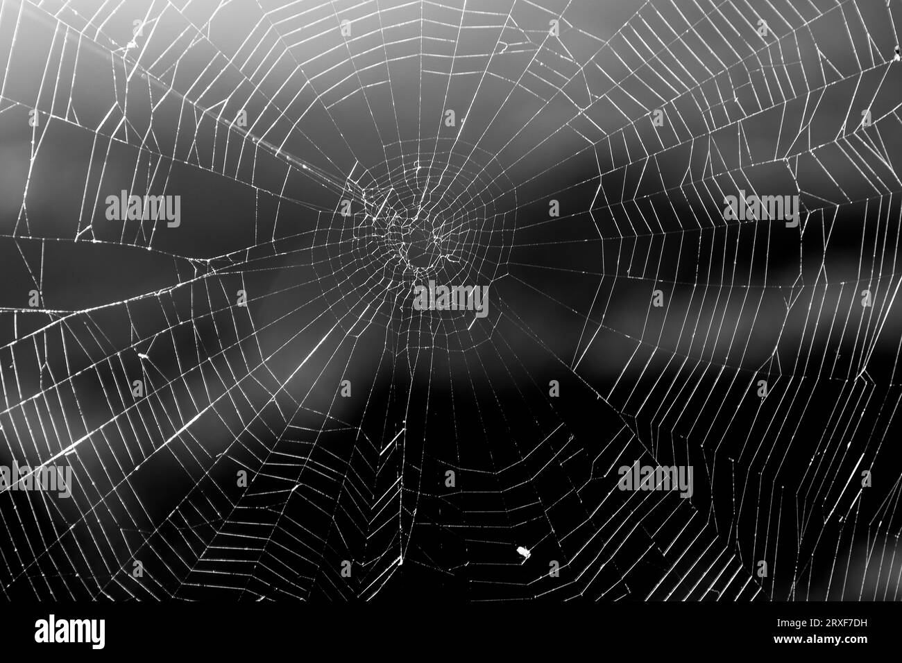 Arachnid web outdoors Black and White Stock Photos & Images - Alamy