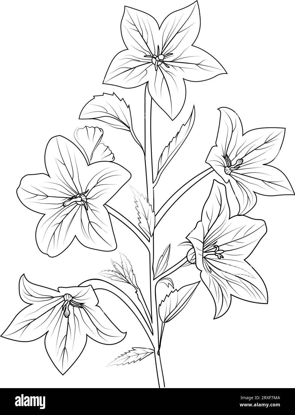 Botanical flowers art drawings illustration Black and White Stock ...