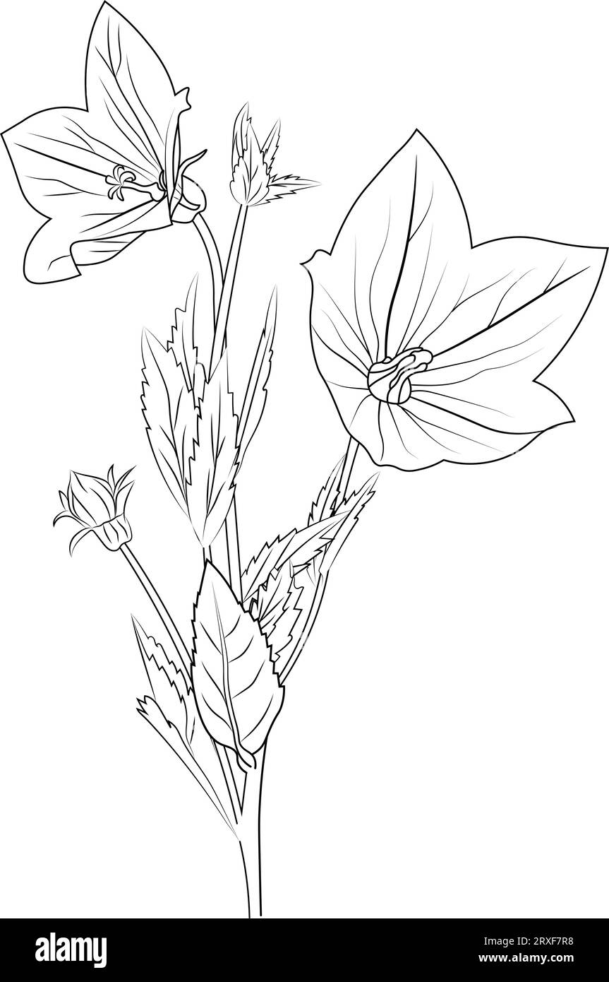 Minimalist line drawing illustrations hi-res stock photography and ...