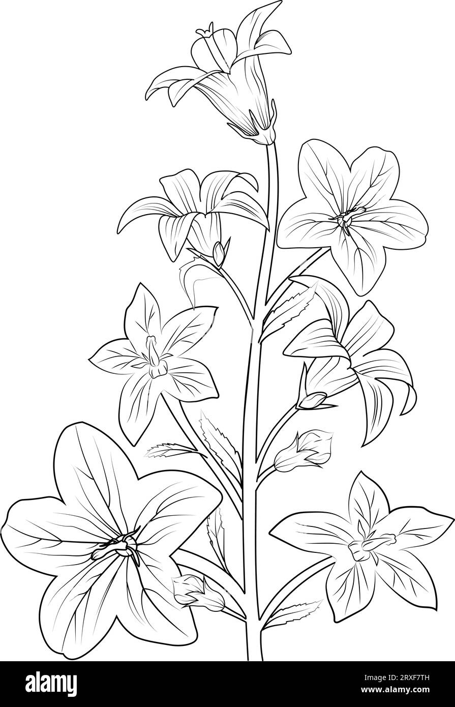 Bluebell bellflower Stock Vector Images - Alamy