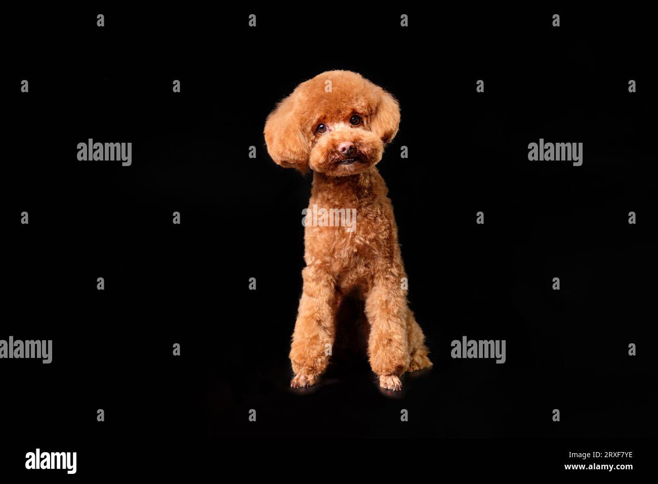 Portrait toy poodle posing hi-res stock photography and images - Alamy