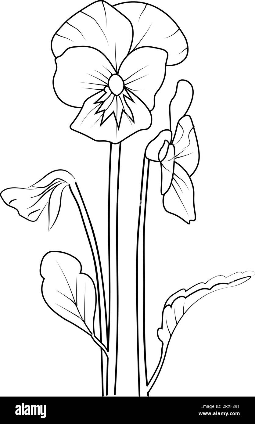 Easy Flower Pencil Drawings