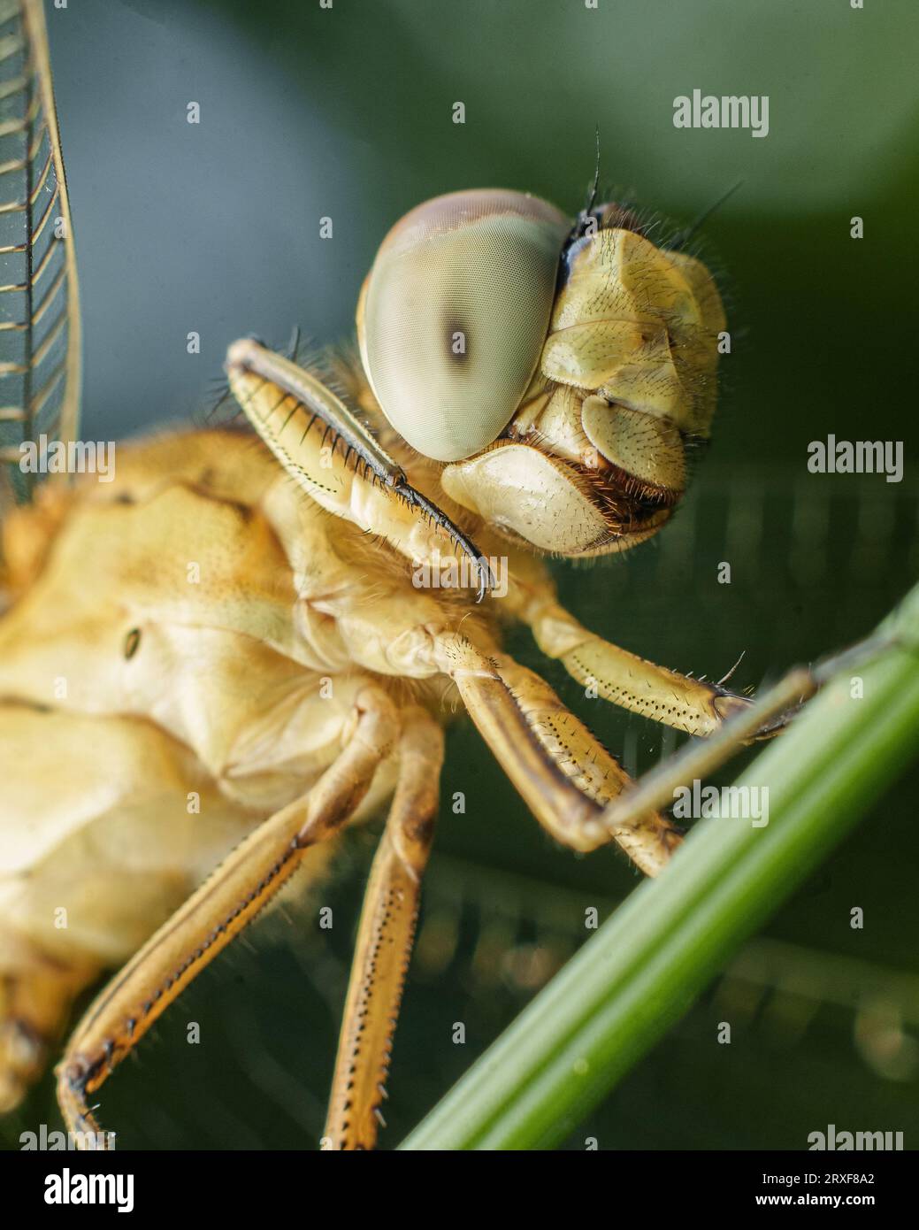 Dragon Fly Extreme macro Stock Photo - Alamy
