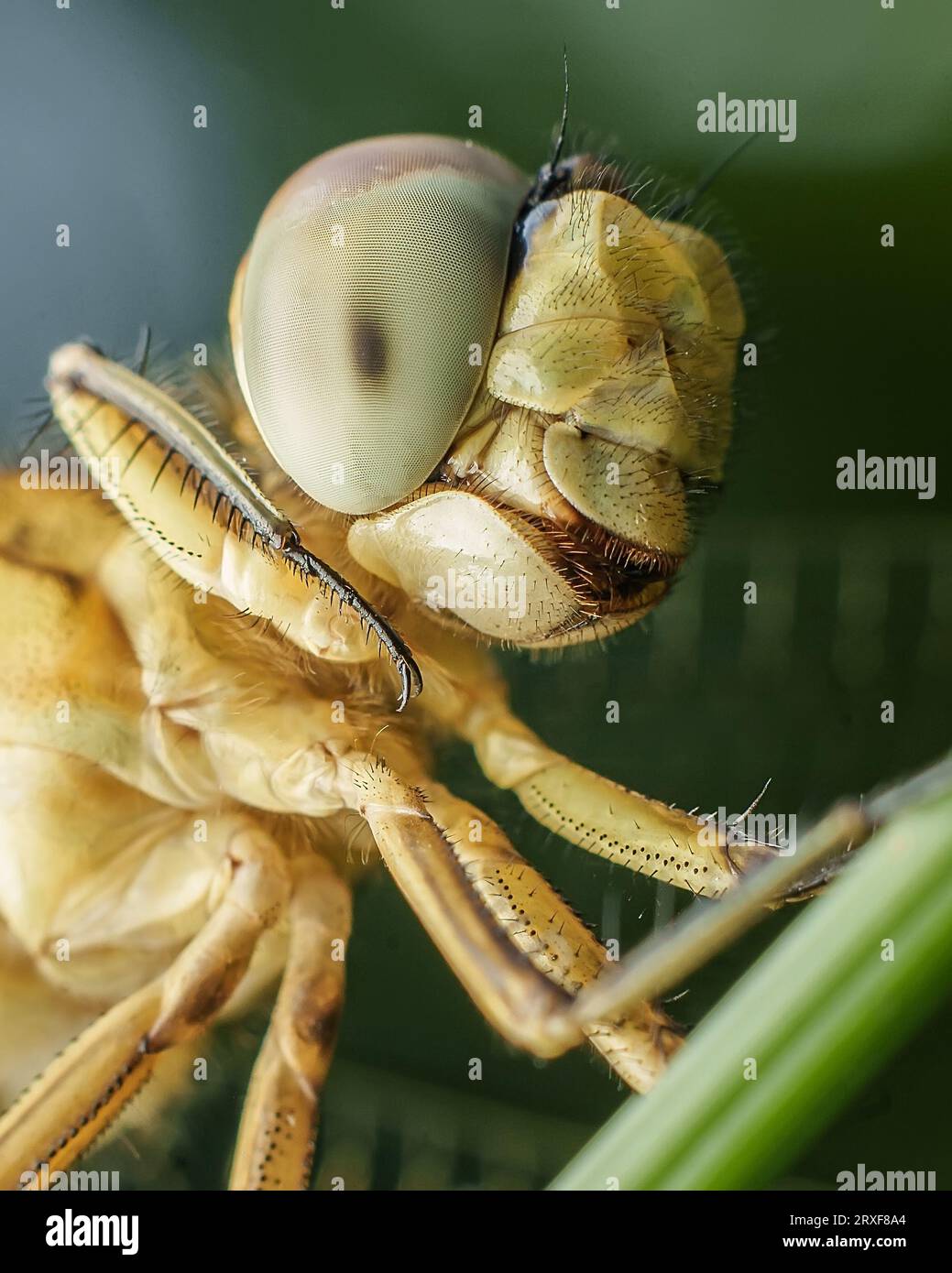 Dragon fly face low angle hi-res stock photography and images - Alamy