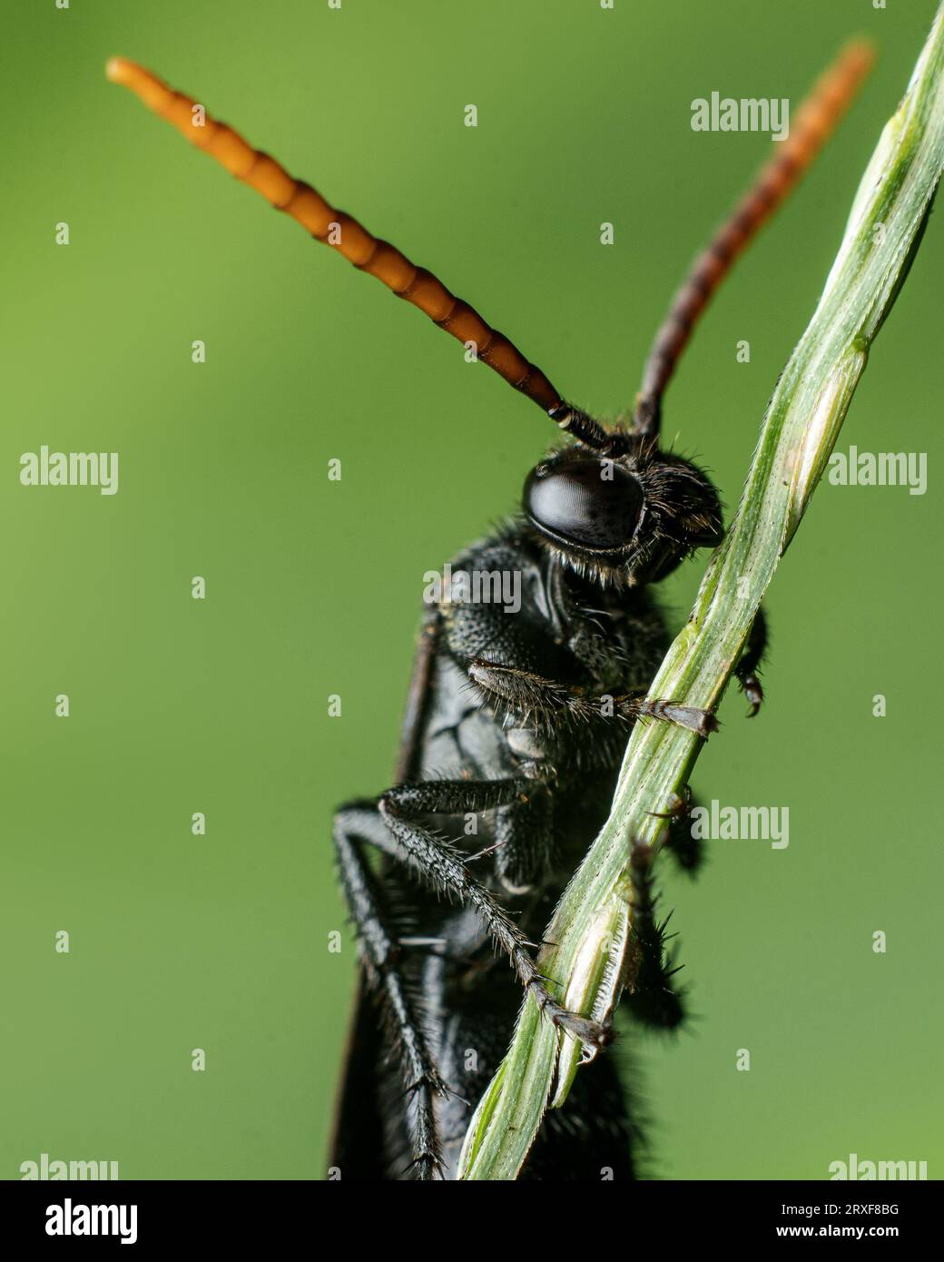 Black orange wasp hi-res stock photography and images - Alamy