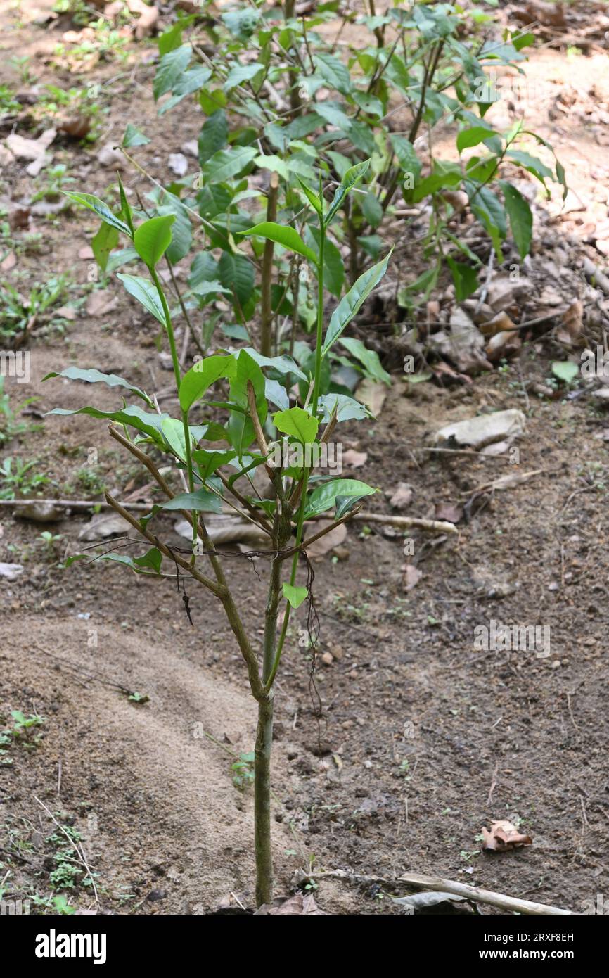 A vertical view of a growing tea plant planted in a row in a tea ...