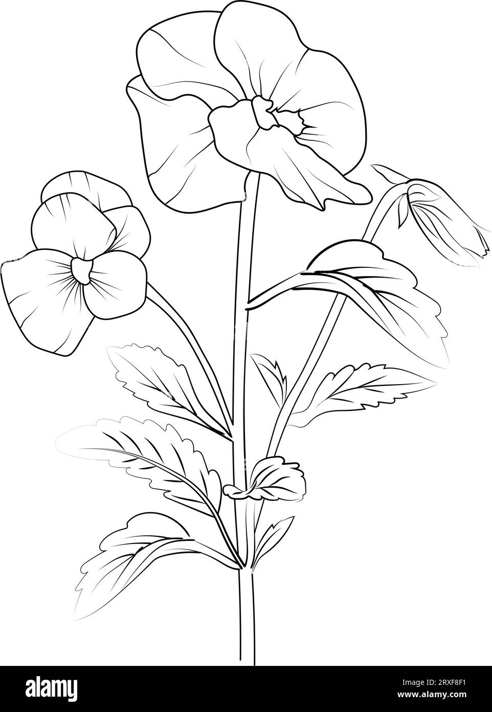 Simple pansy outline hi-res stock photography and images - Alamy