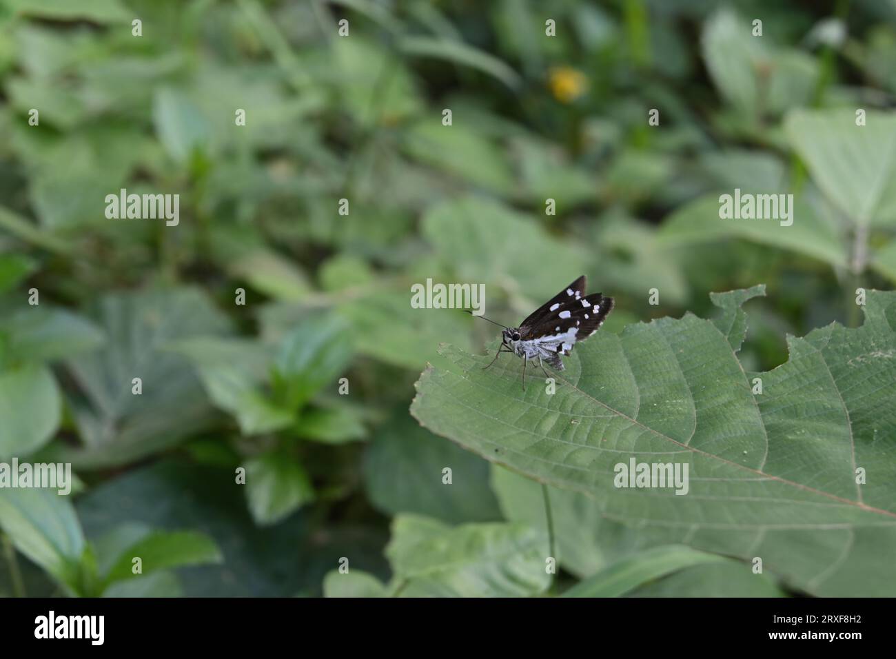 A Grass demon butterfly (Ancistroides Folus) is ready to fly off from ...