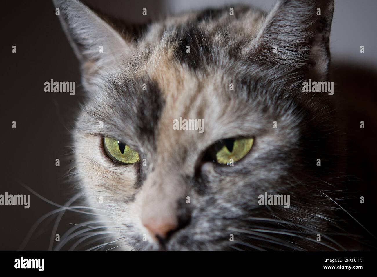 Close-up of reverse tortoiseshell cat's head Stock Photo - Alamy