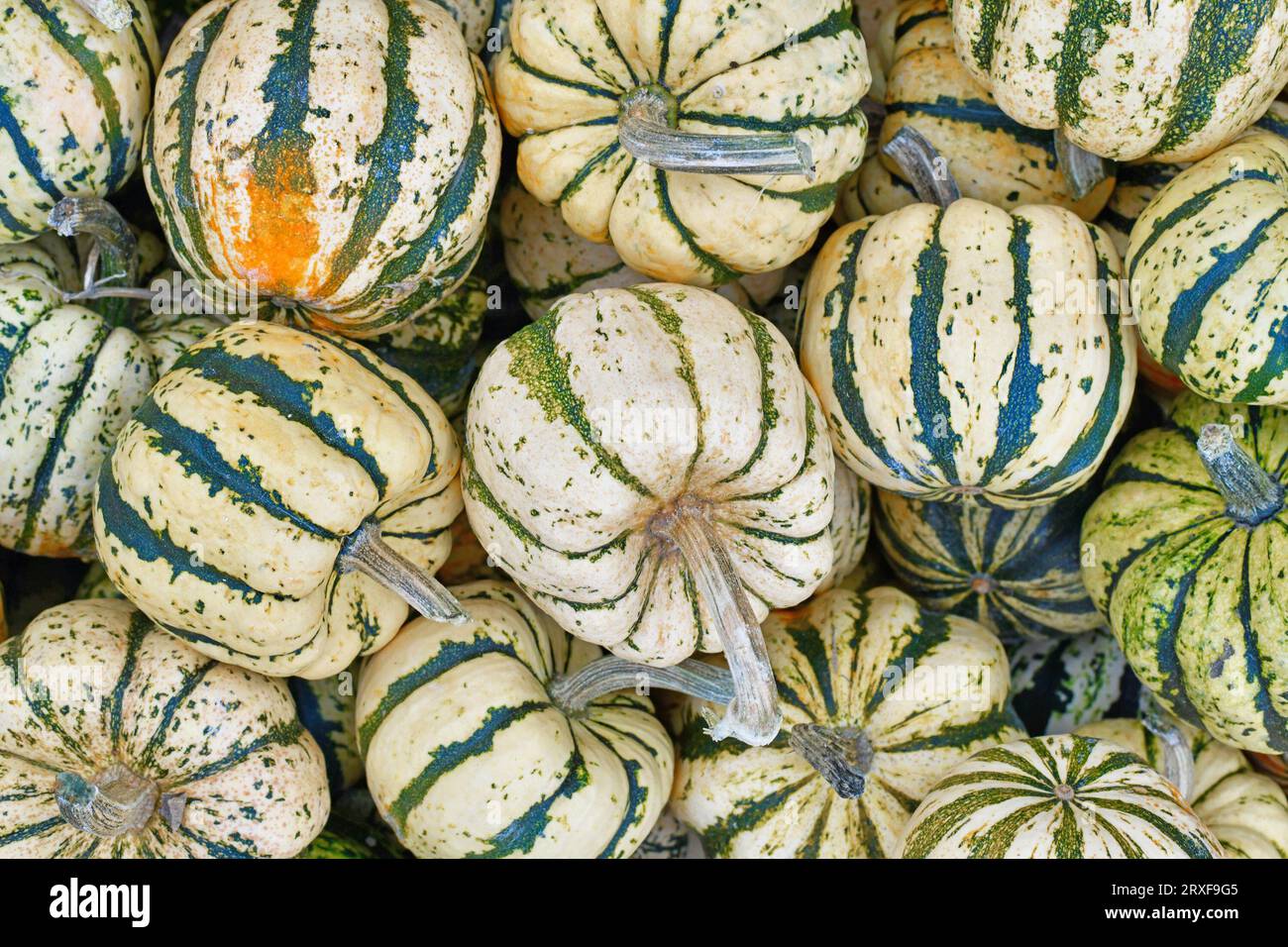 White and green Sweet Dumpling Squashes with stripes Stock Photo - Alamy