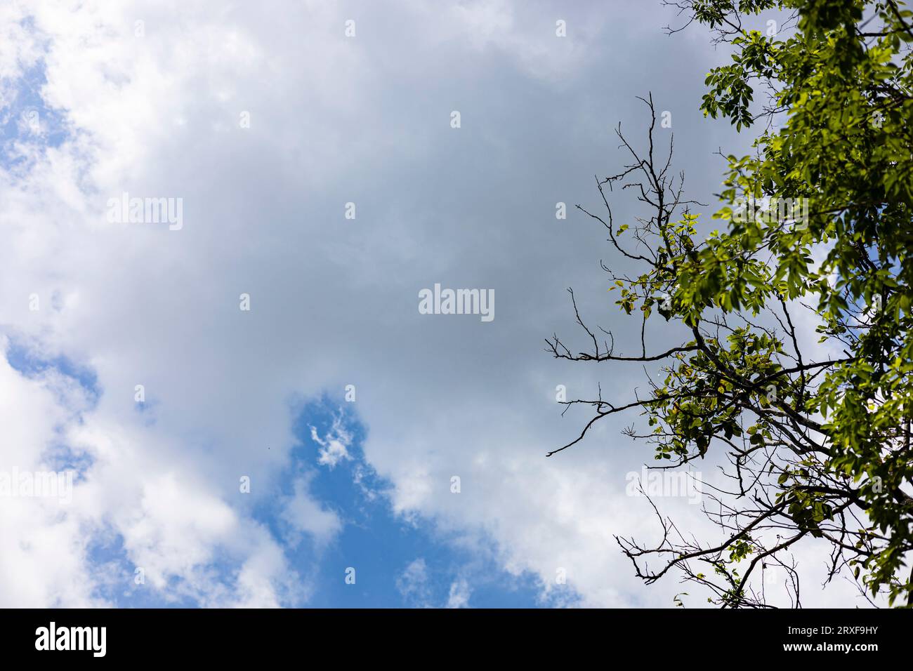 Fresh Tree And Blue Sky Backgrounds for advertisements and wallpapers ...