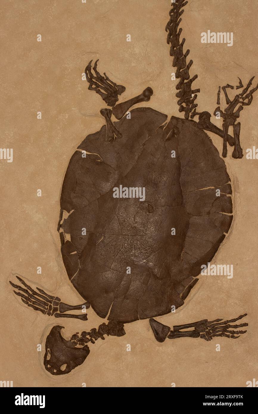 Prehistoric turtle skeleton hi-res stock photography and images - Alamy