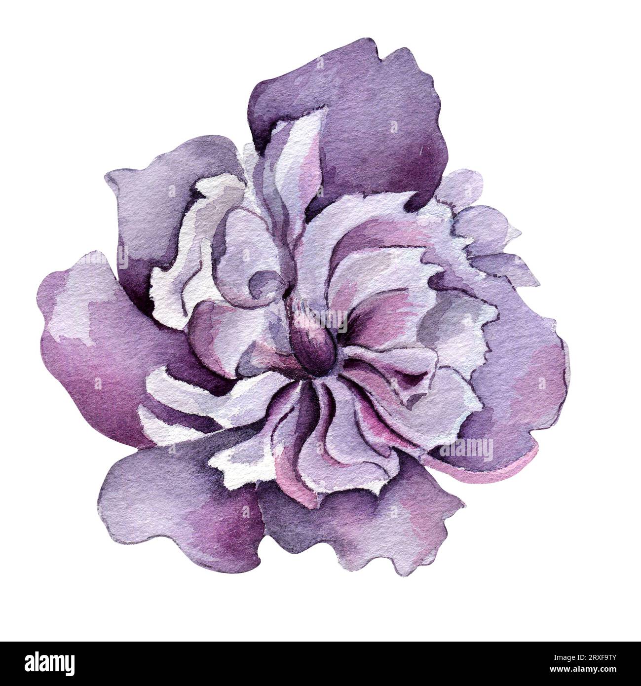 Watercolor purple pink peony flower isolated on white background ...