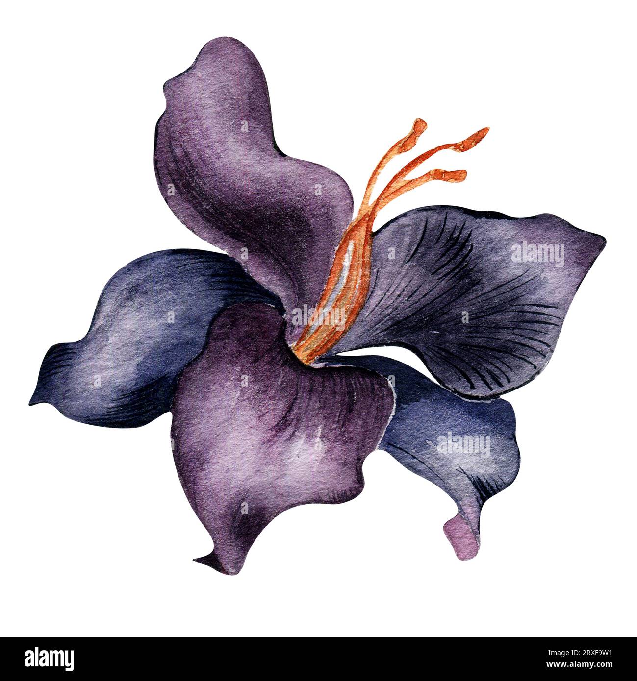 Watercolor dark purple lily flower isolated on white background. Gothic ...
