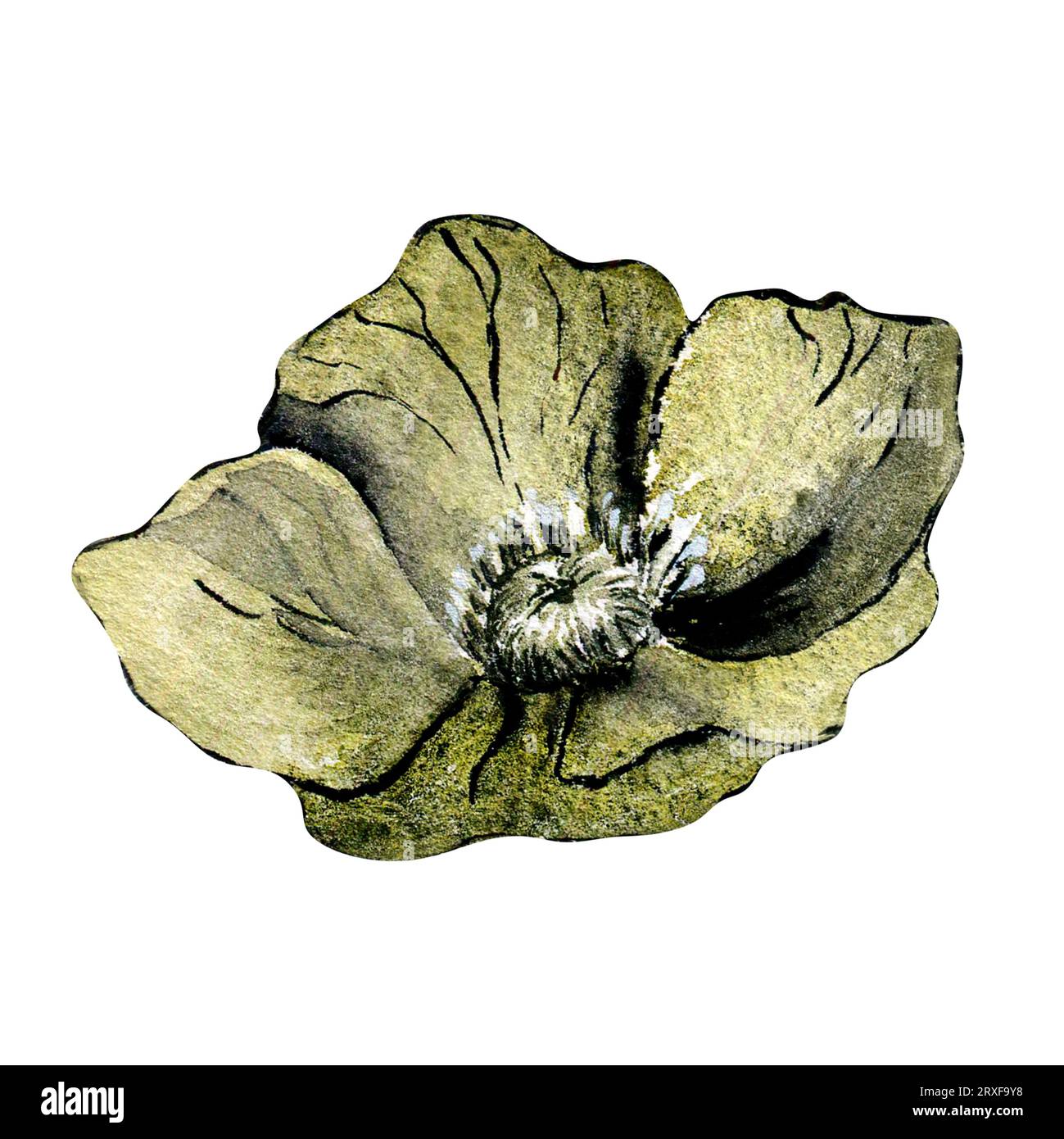 Watercolor dark grey hellebore flower isolated on white background ...