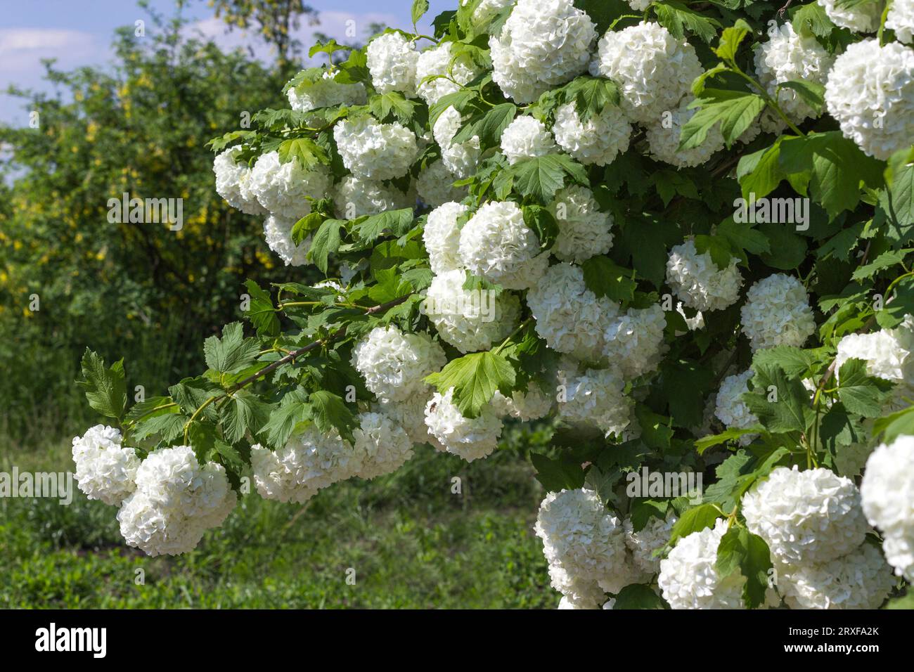 White hydrangea bushes in the garden. Natural background Stock Photo ...