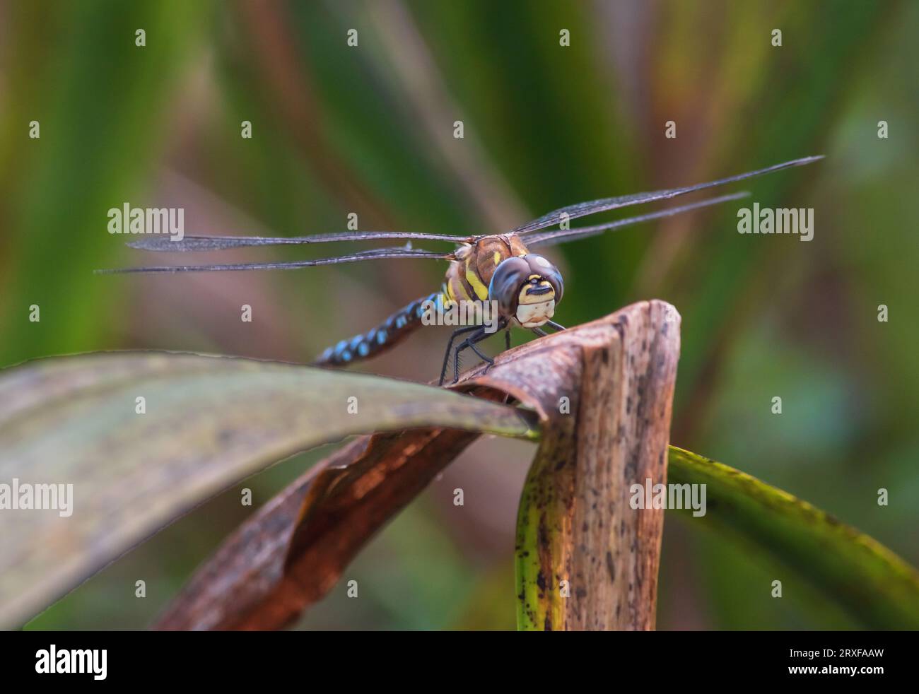 A close up head on image of an emperor dragonfly at rest on a reed ...