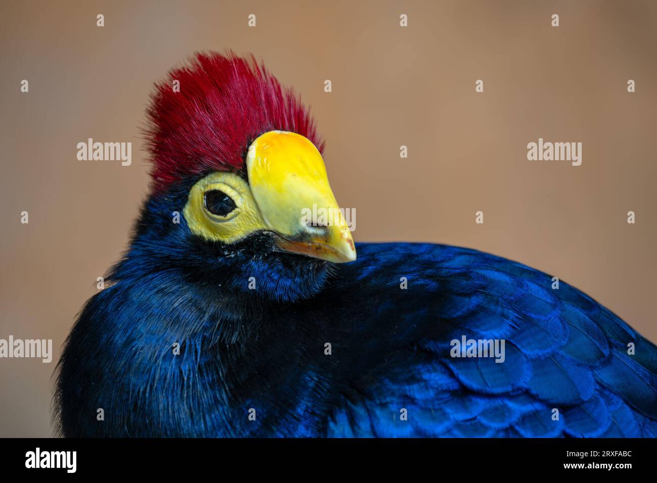 Ross's Turaco - Tauraco rossae, beautiful colored bird from African ...