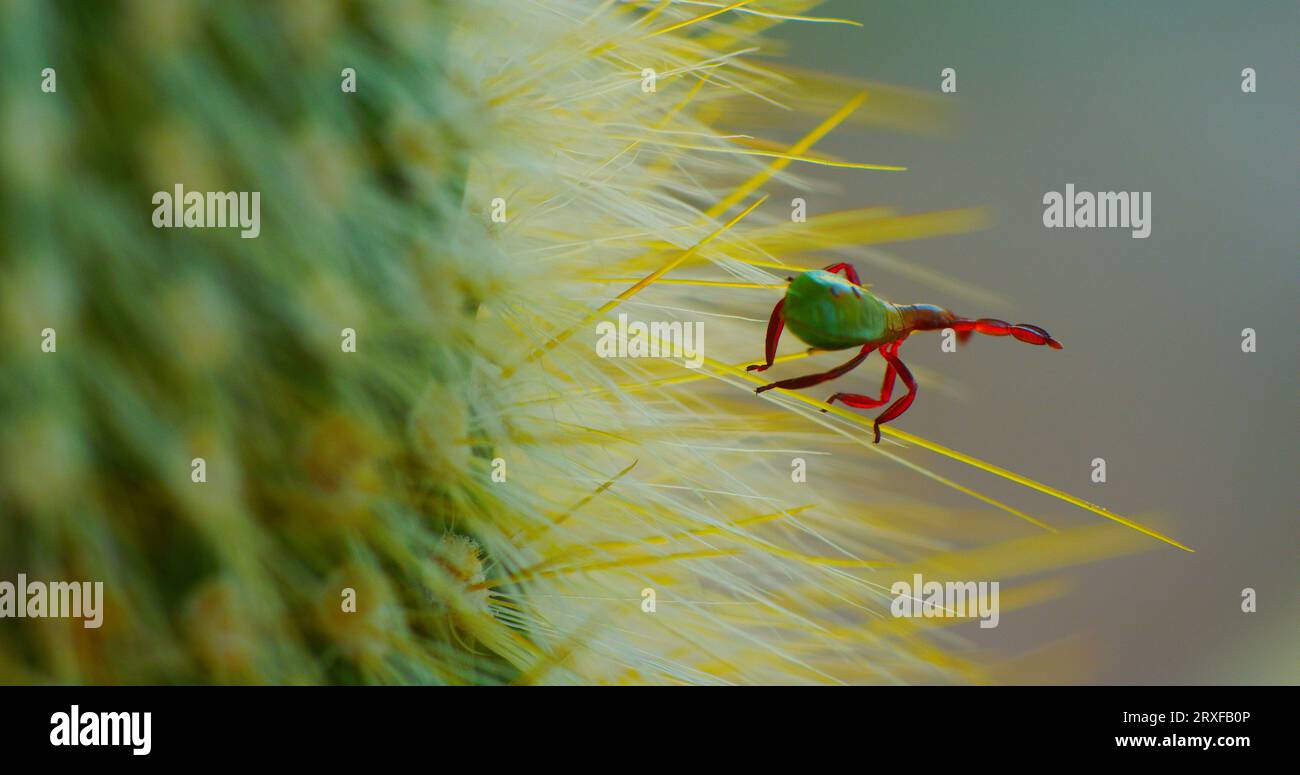 Portrait of a cactus bug, that strikes a pose while feeding on a silver ...