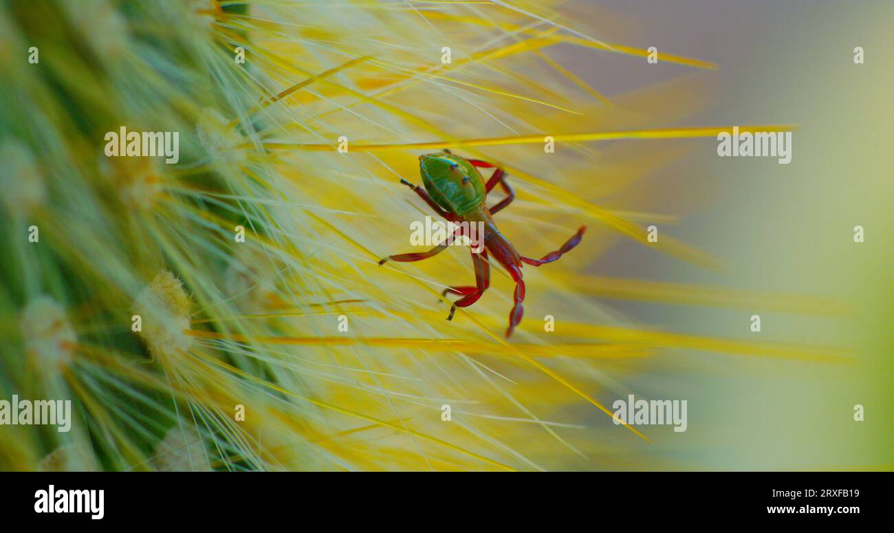 Invasive specieas hi-res stock photography and images - Alamy