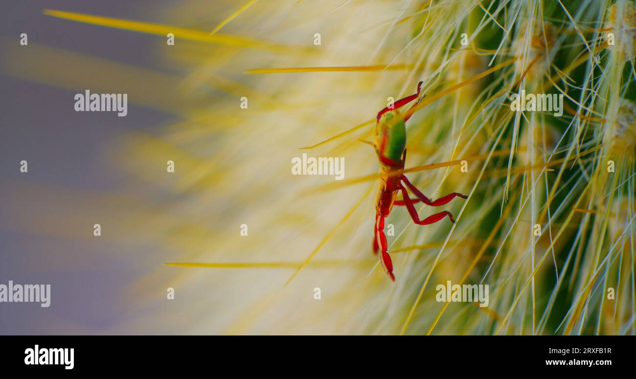 Portrait of a cactus bug feeding on a silver torch columnar cactus ...