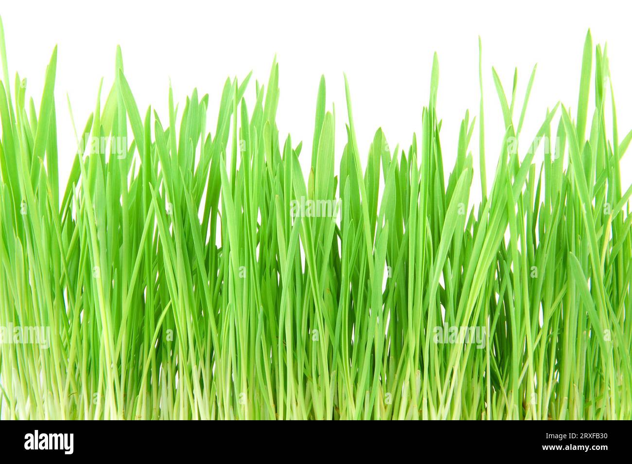 Lush green grass grow hi-res stock photography and images - Alamy