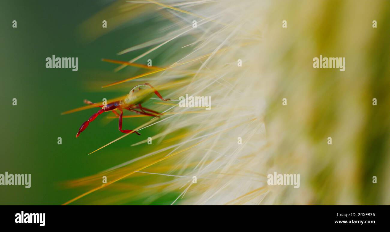 A leaf-footed Cactus bug, Cactus Coreid nymph, in a torpor state on a ...