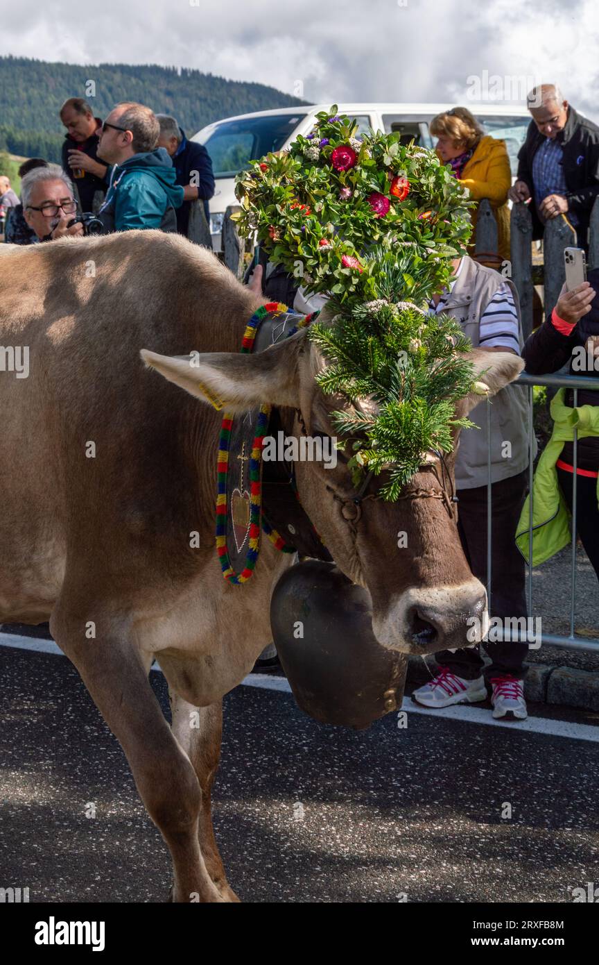 decorated cows parade at the Almabtrieb festival in South Tyrol Stock ...