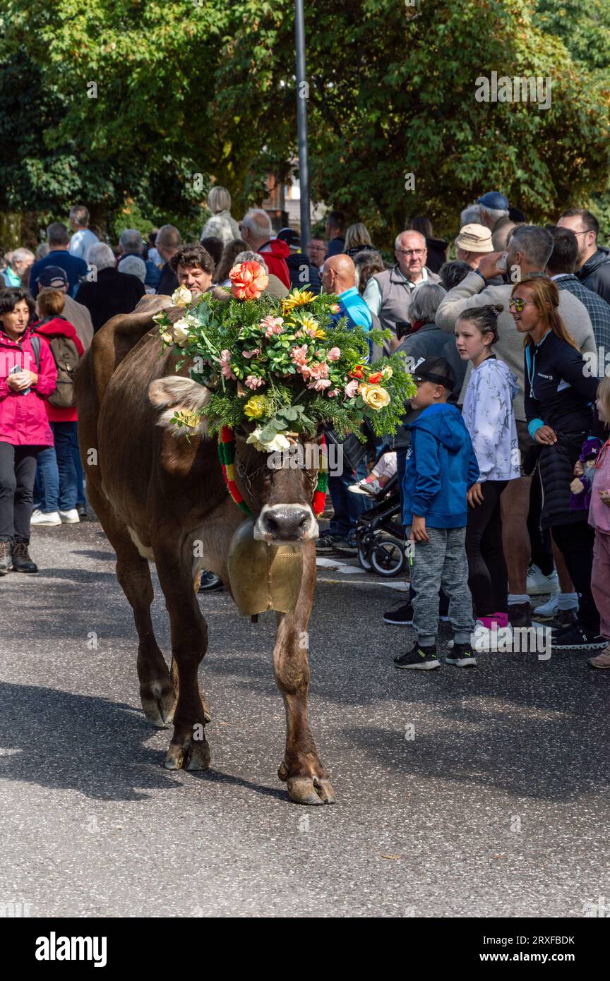 decorated cows parade at the Almabtrieb festival in South Tyrol Stock ...