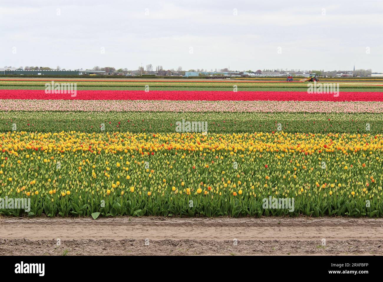 Keukenhof, Netherlands. Tulip field next to the famous Dutch botanic ...