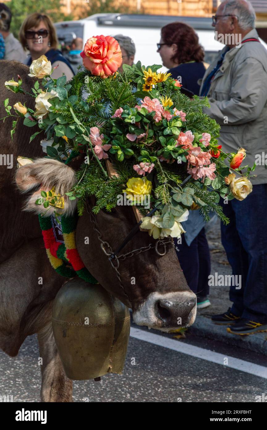 decorated cows parade at the Almabtrieb festival in South Tyrol Stock ...