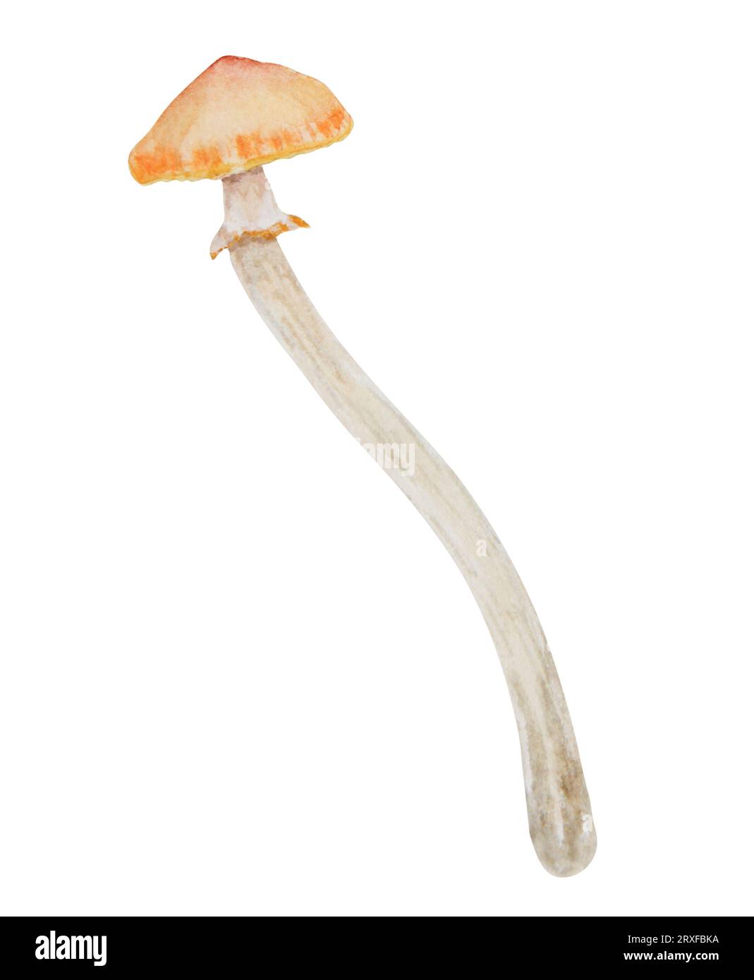 Watercolor hand drawn illustration of poisonous mushroom. Galerina ...